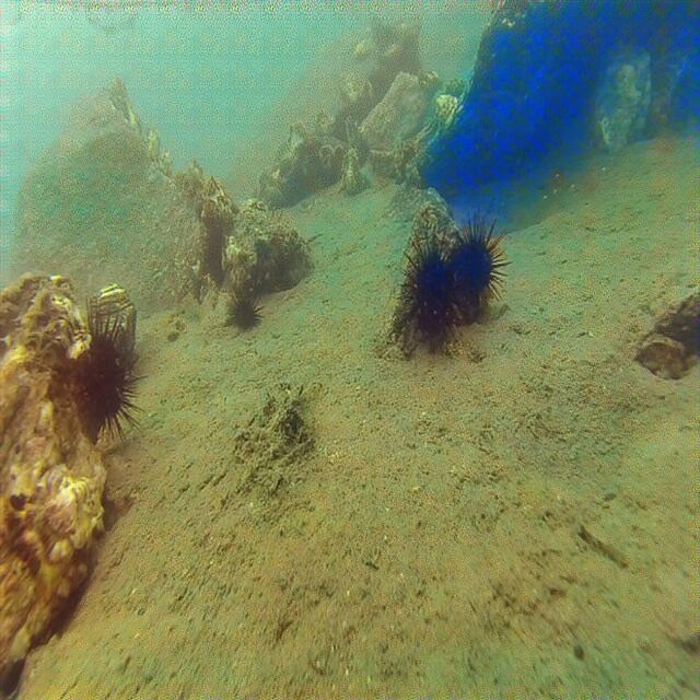 Underwater Objects 5v7p8 J8co7 Hhpwk Fsod Fyou Object Detection Dataset By Rf 100 Vl Fsod