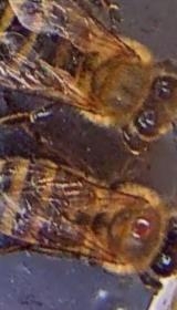 varroa-mites-detection--test-set-1irzb-fsod-gsig Object Detection ...