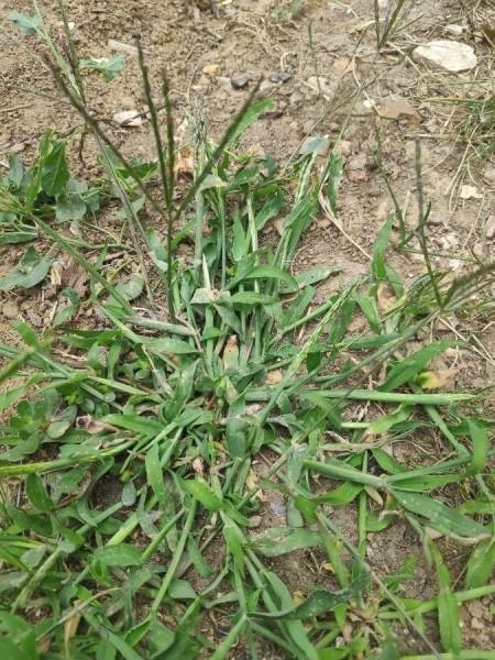 weeds4-evltl-grf8n-zfn7s-fsod-ecuv Object Detection Dataset by Roboflow 100-VL FSOD