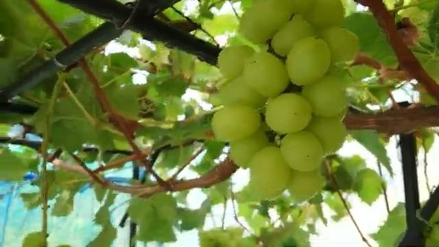 grapes-5-fzajg-zfi5c-fsod-uzov Object Detection Dataset by Roboflow 100-VL FSOD