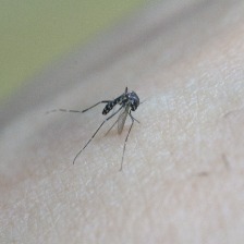 Mosquito Finder Object Detection Model by Mosquito01