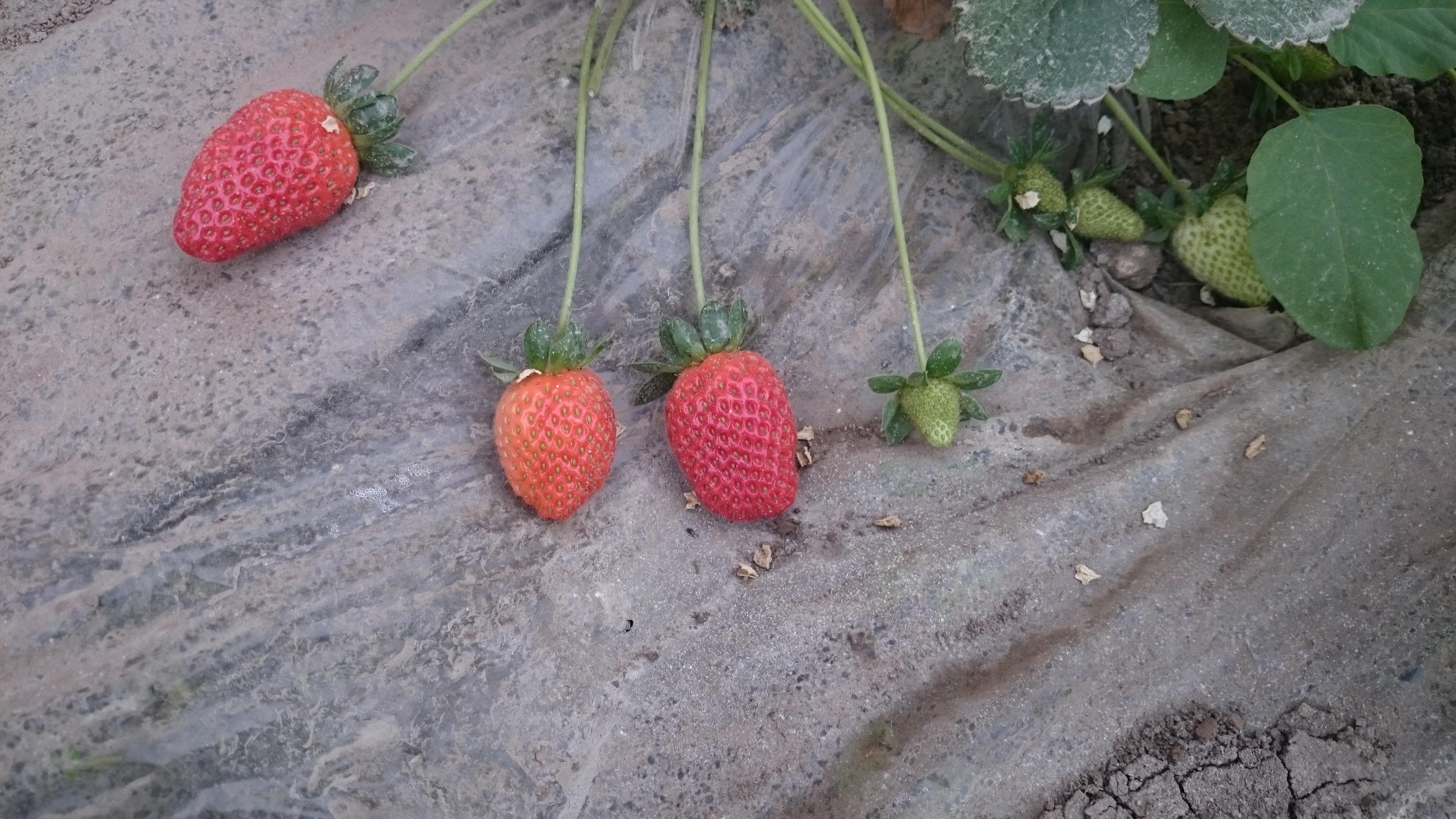 Test Straw Object Detection Dataset And Pre Trained Model By Strawberry
