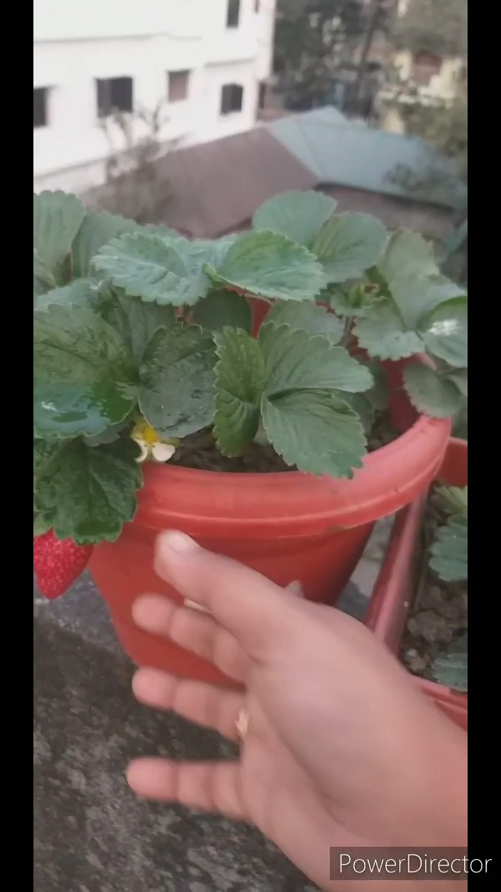 stb2 Object Detection Dataset by stb1