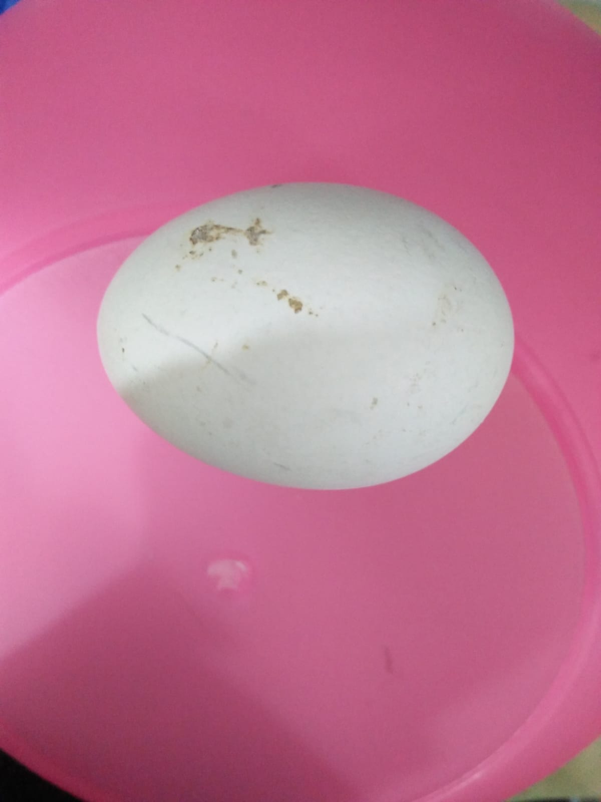 egg detection Object Detection Model by harshi