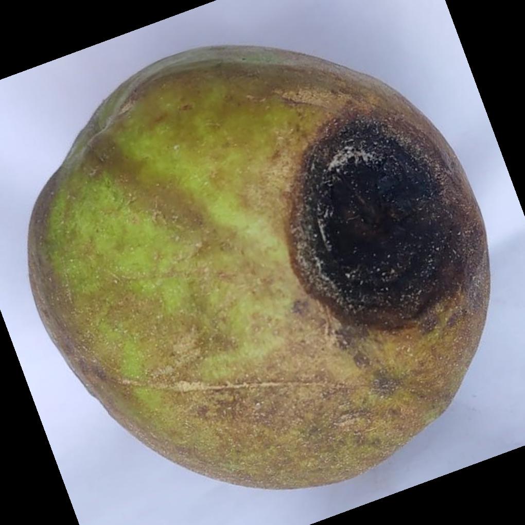 rotten guava Object Detection Dataset and Pre-Trained Model by IOT Project