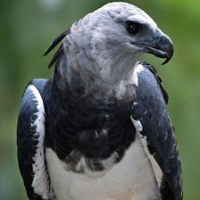 Bird Classification Dataset by bird