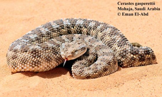 snakes_in_jordan Classification Model by momen