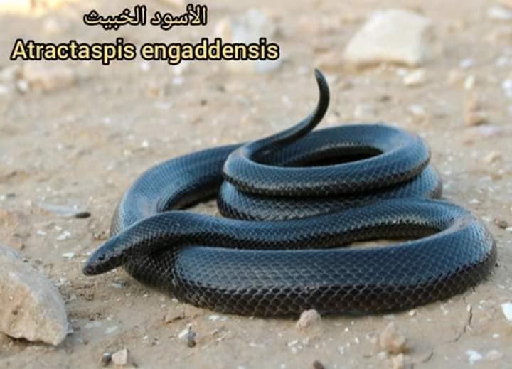 snake detection model Classification Dataset and Pre-Trained Model by momen