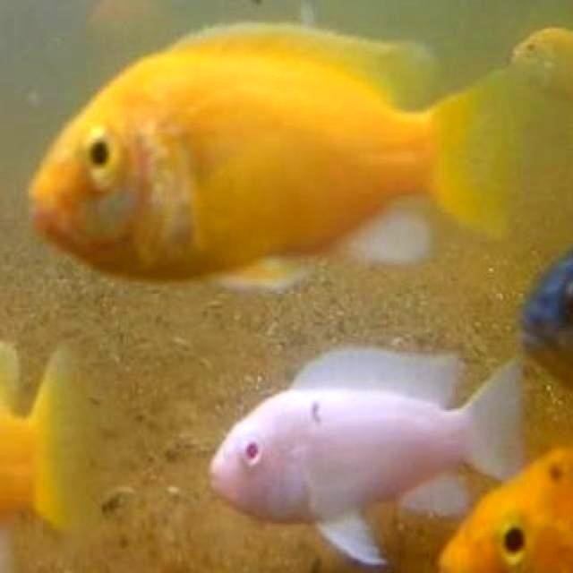 Depondfi fish detection Keypoint Detection Dataset by PROJECT