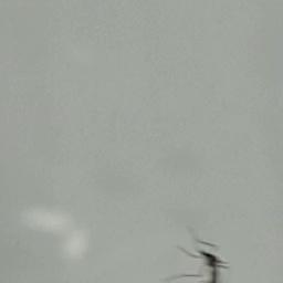 Mosquito Object Detection Dataset by aes