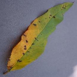 peach-diseases Semantic Segmentation Model by Jhon Alan Fernandez Maturano