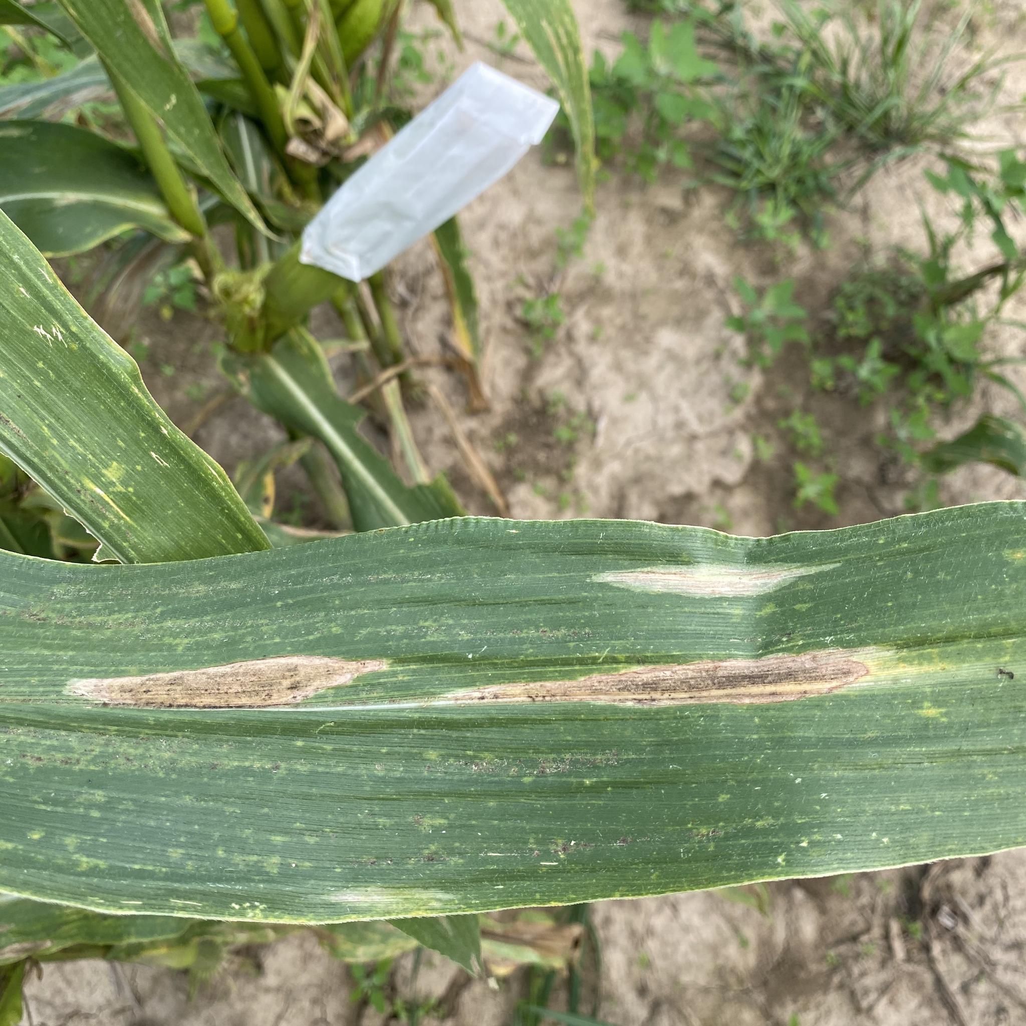 dfsdfsdf Object Detection Model by asdasdasd