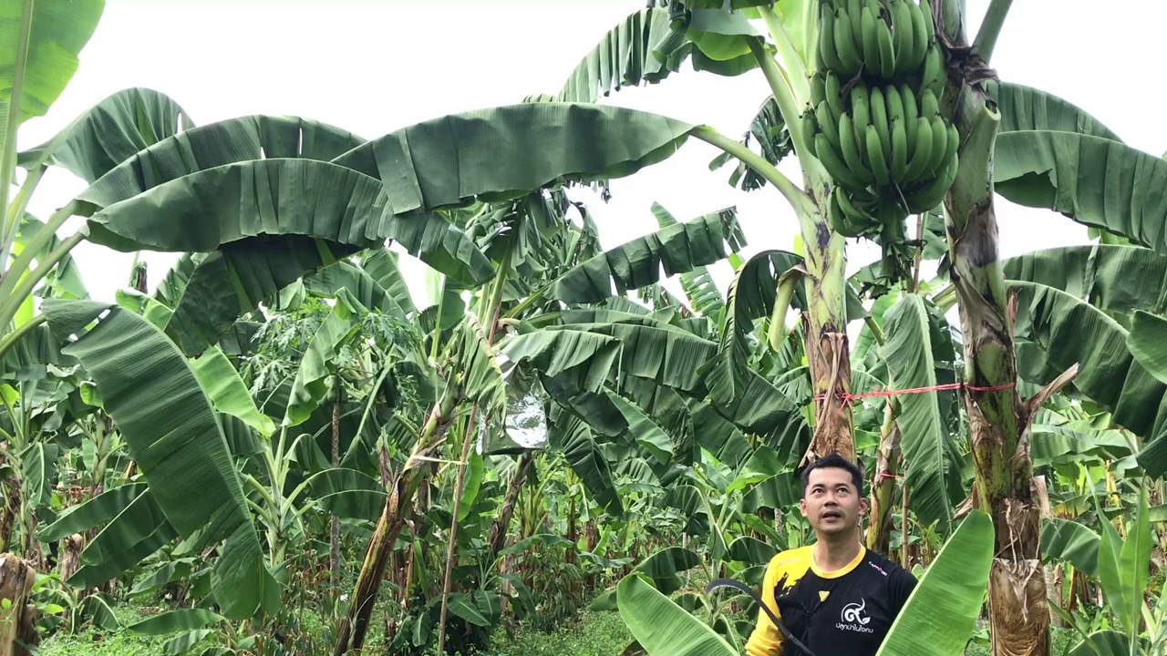 Single Banana Object Detection Dataset By Naresuan University