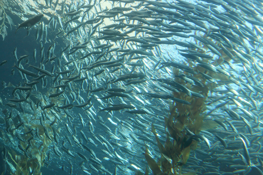 Fish Object Detection Dataset by segmentationProject