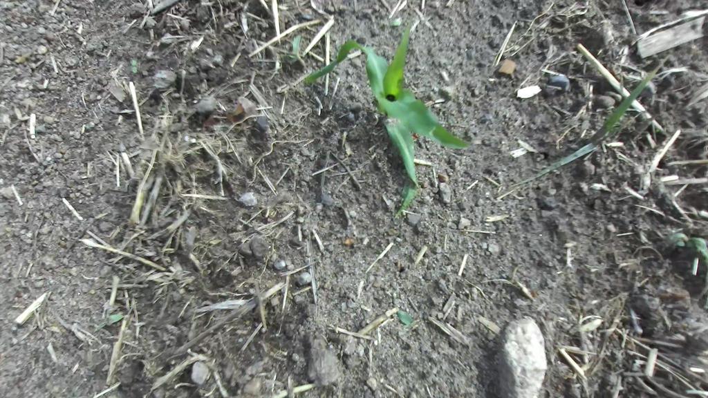 weed Object Detection Dataset by artur