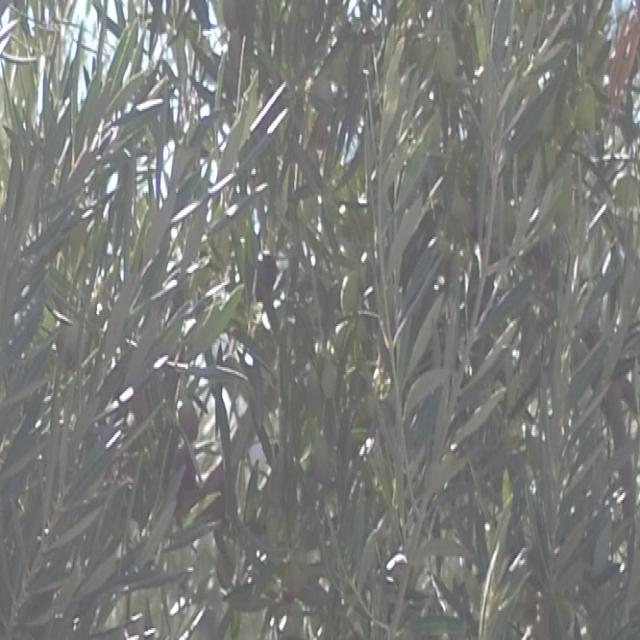 Olive Object Detection Dataset By Asssignment