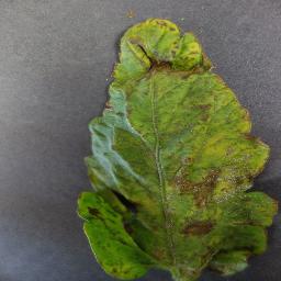 tomato leaf disease detection Classification Model by petek