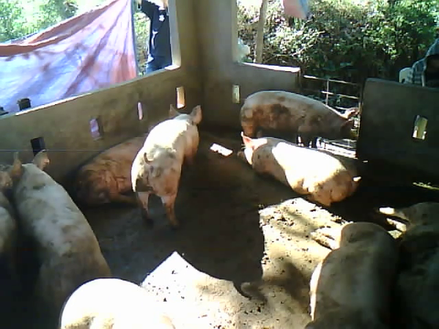 merge pigs Object Detection Dataset by Main feeding