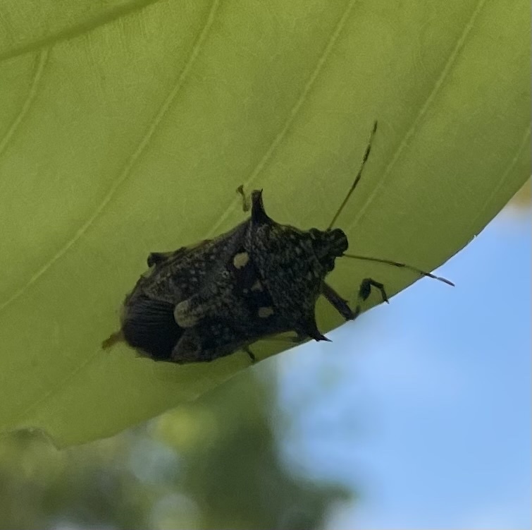 Predators SDP - Roboflow Universe