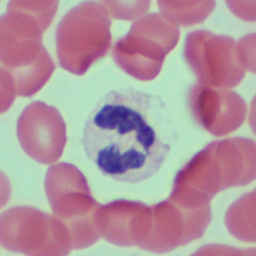 bloodcells Object Detection Dataset by fst