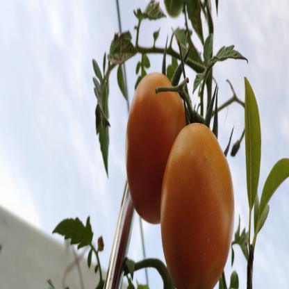 TomatoDetection Object Detection Dataset by Thy Trn Quang