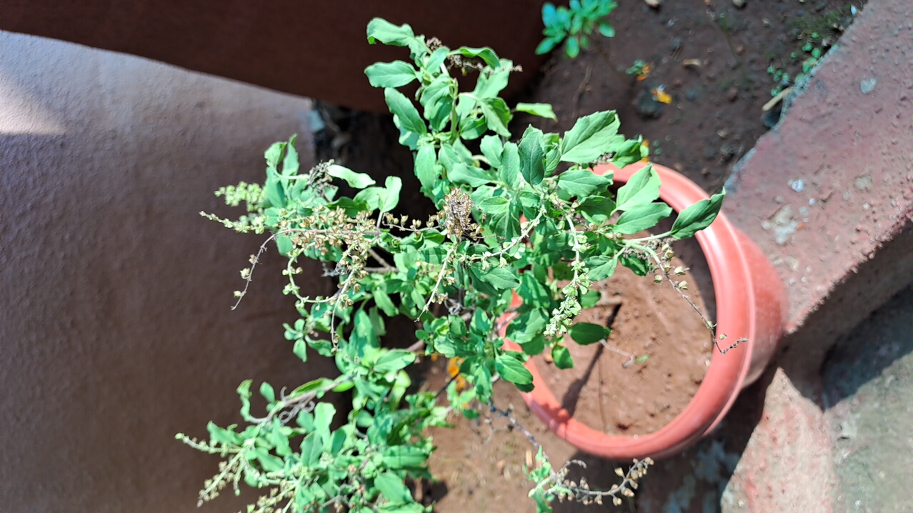 Plant Species Detection System Object Detection Dataset By Plant Species