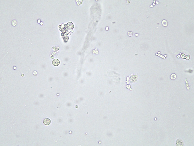 Thesis Object Detection Dataset by Kagan Karpuz Private