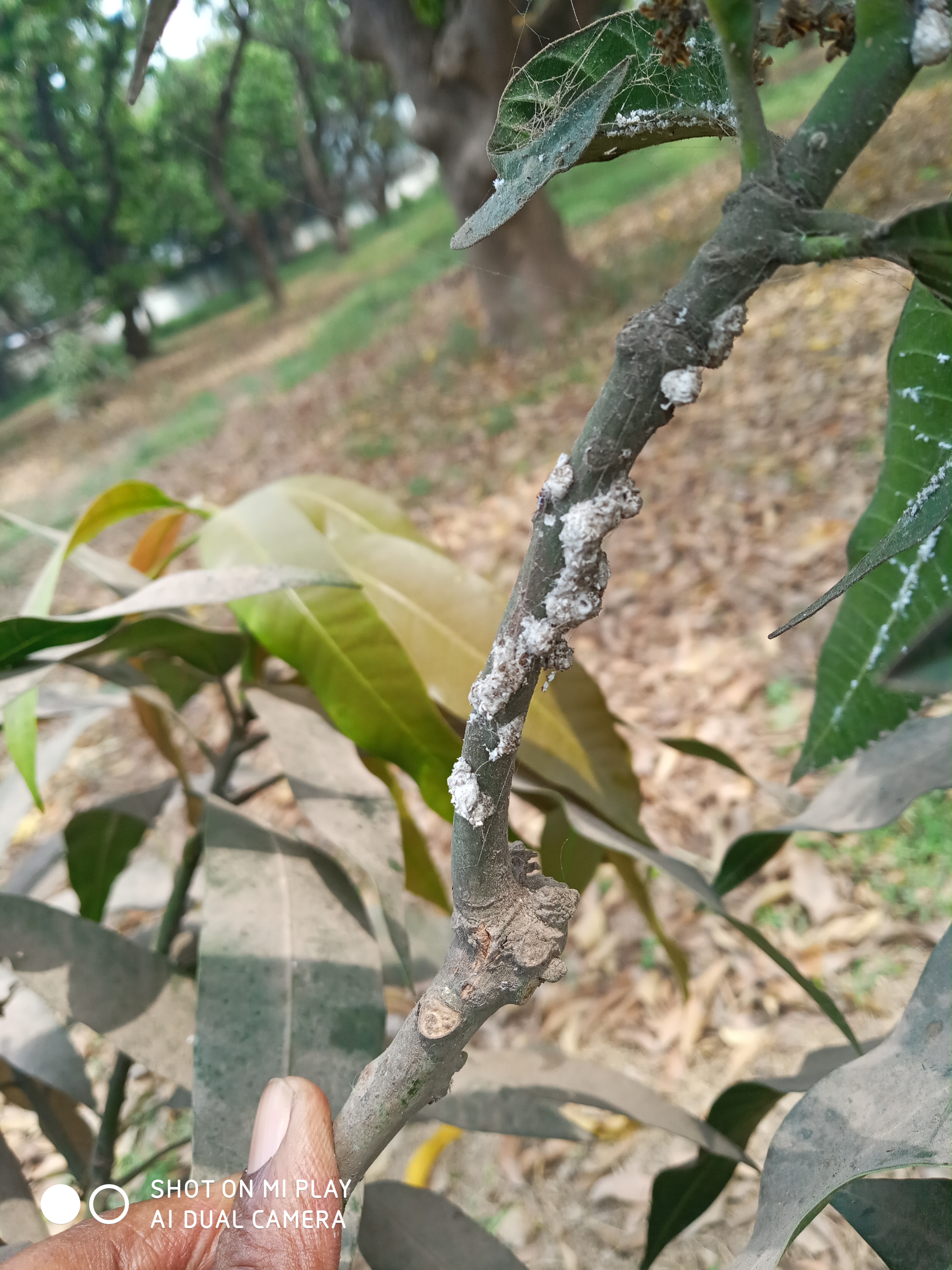 Crop Disease Classification Dataset by Cheque