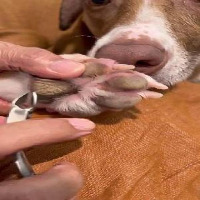 dog (dog-db6yj) - Roboflow Universe