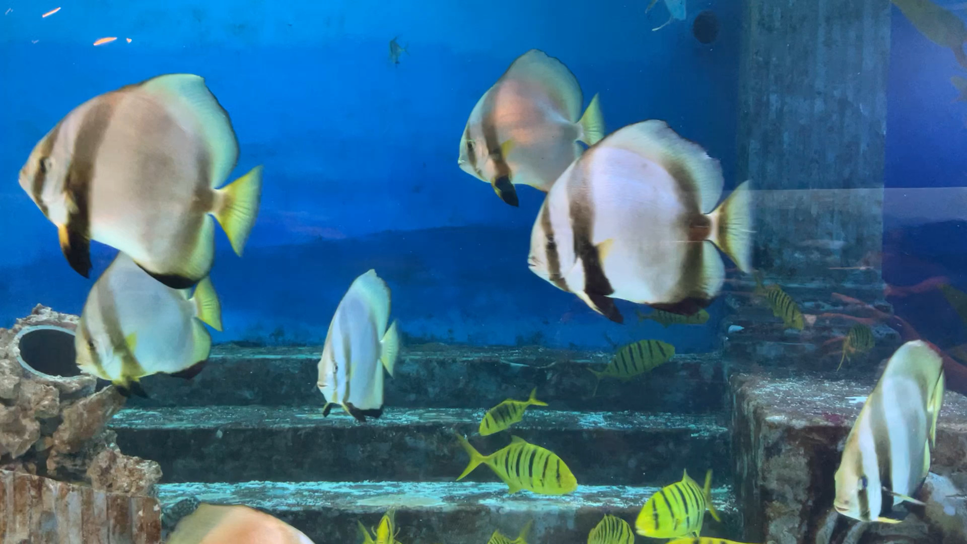 Orbicular batfish Golden trevally Object Detection Dataset by Holorium