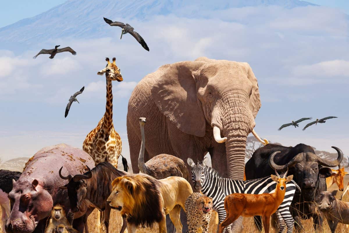 animals-detection Object Detection Model by machine train