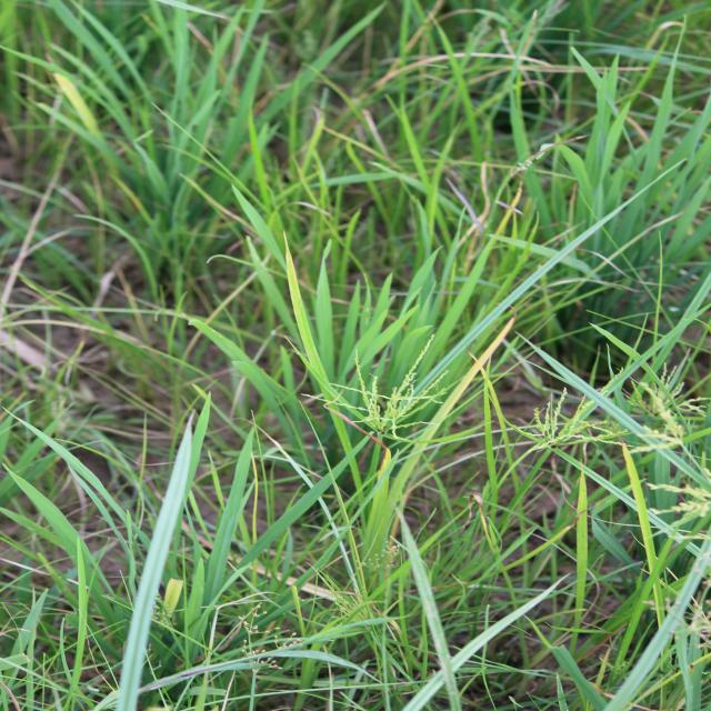 weeds_detection_2 Object Detection Dataset and Pre-Trained Model by main