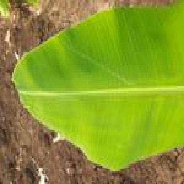 plant_detector_v2 Object Detection Model by esti002