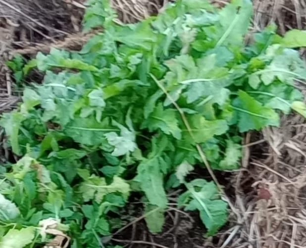 weeds Object Detection Dataset by malezas