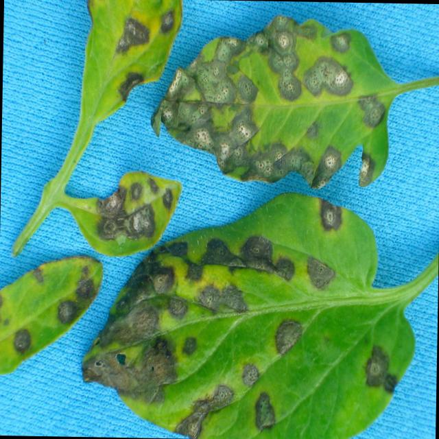 aiad - Roboflow Universe