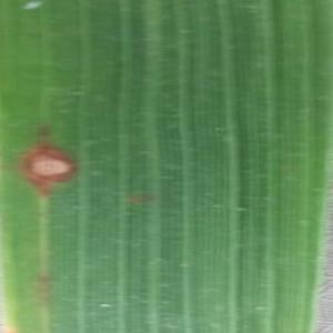 rice-disease-detection Instance Segmentation Dataset by aiad