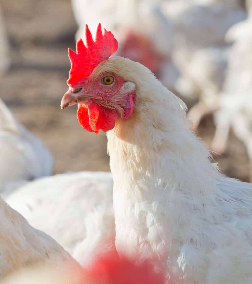 Chicken Unhealthy Object Detection Dataset by Methuselah Daniel Doysabas