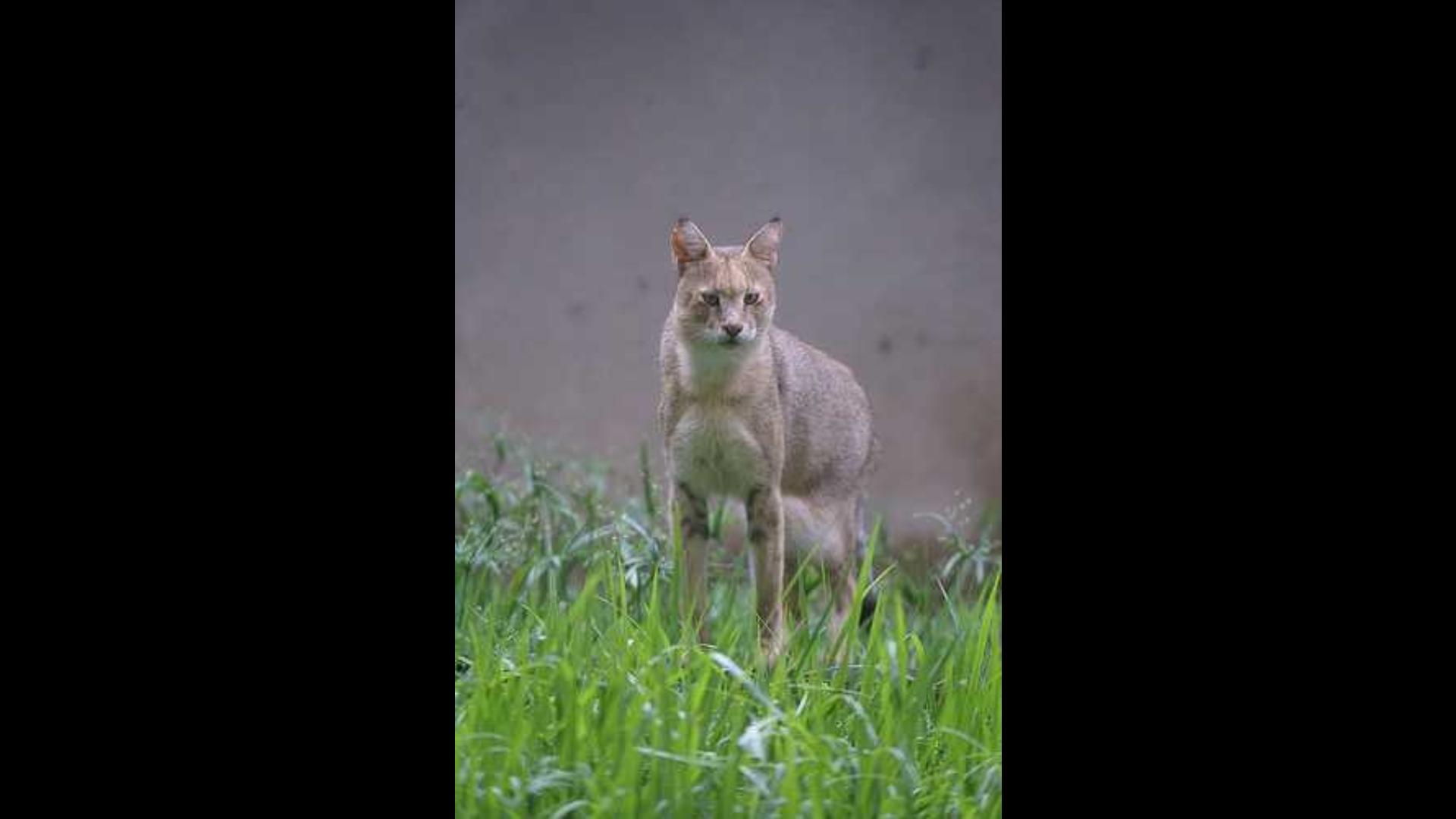 Leopard Detection using AI Object Detection Model by LEOPARD AI