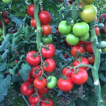 Bitirme Object Detection Model by MUHENDISLIK TASARIMI