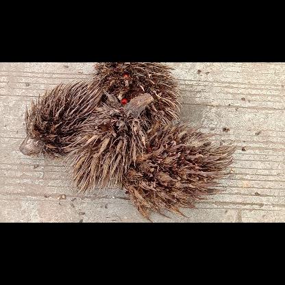 FFB detection Object Detection Model by Natalies workspace