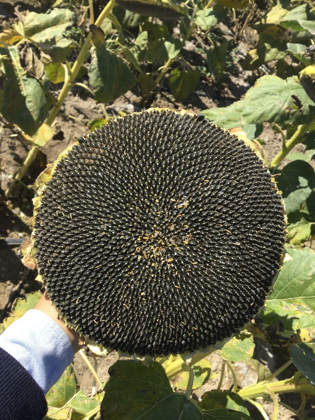 Seed Detection2 Object Detection Dataset By Lanhongbiao