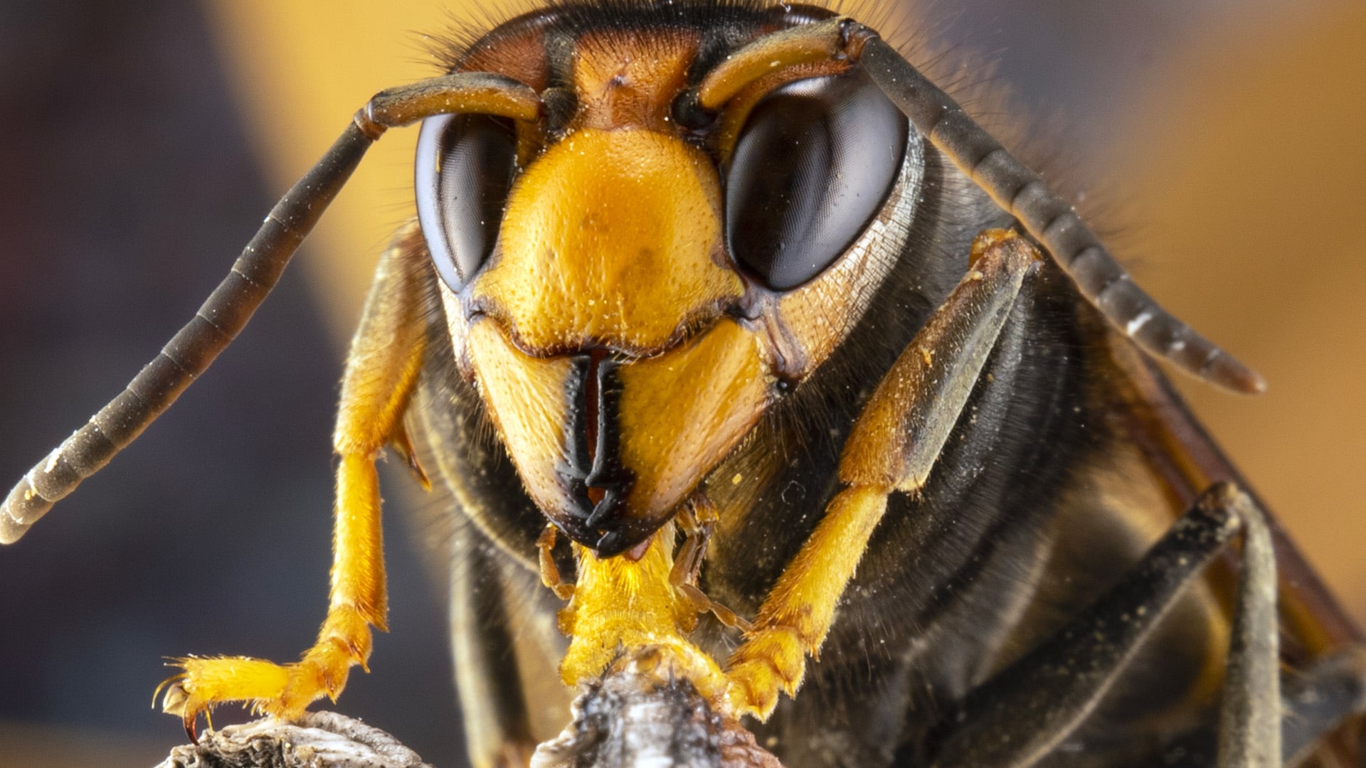 Sre - Roboflow Universe