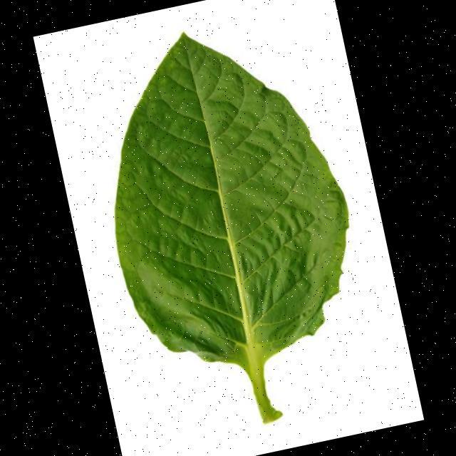 Healthy Tobacco with augmentation Object Detection Dataset (v1, 2025-02 ... Healthy Tobacco with augmentation Object Detection Dataset (v1, 2025-02 ...