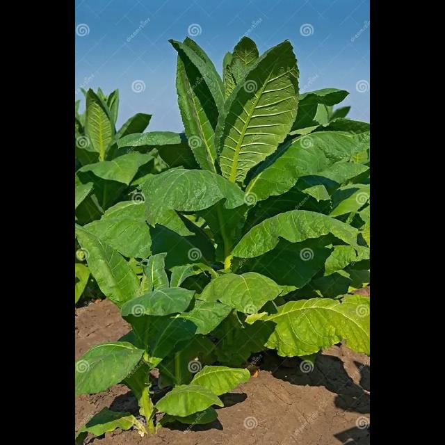 tobacco plant disease detection2 Classification Model by carvs
