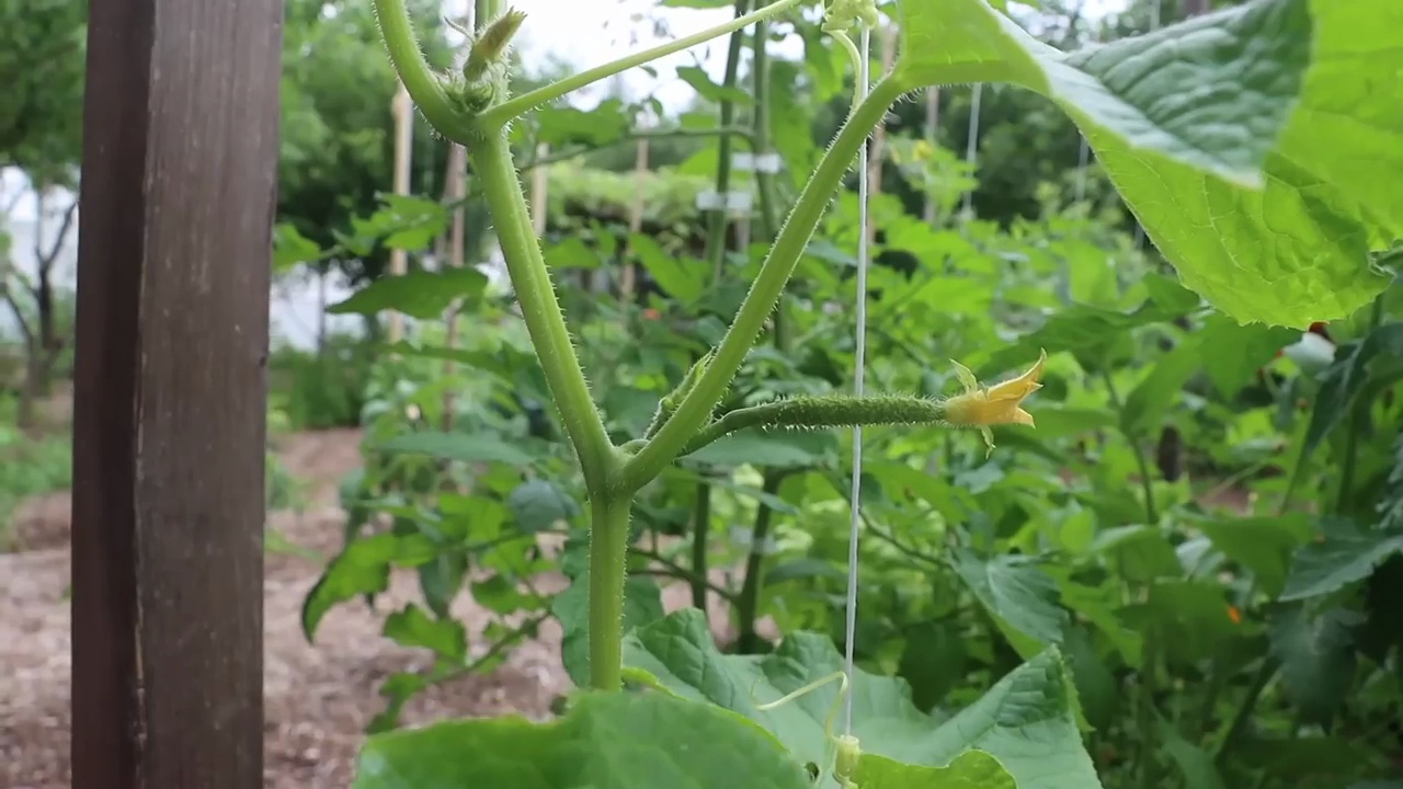 CucumberDetection Object Detection Dataset by project-dtf3e