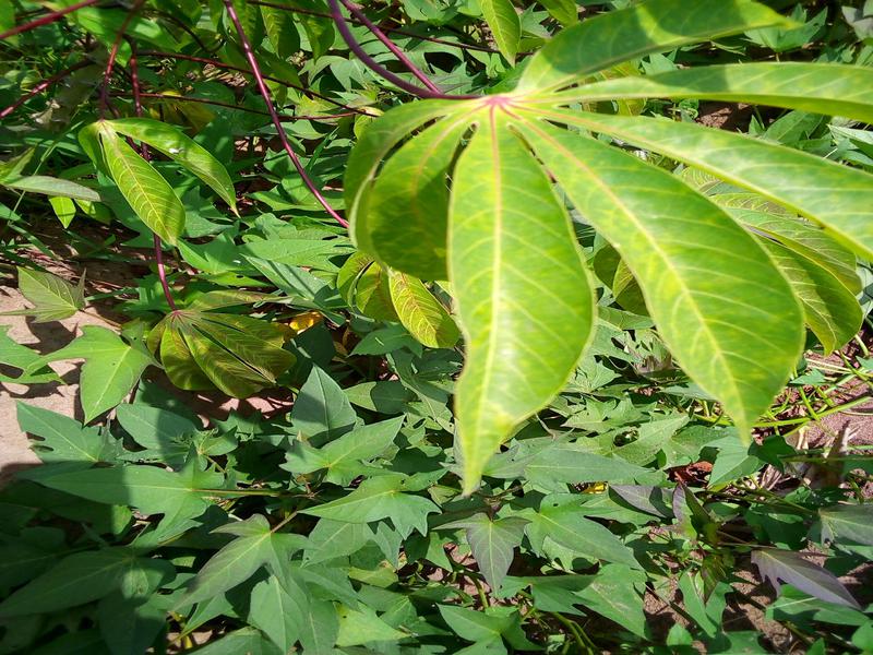 Cassava Leaf Disease 2 Instance Segmentation Dataset by Cassava Leaf Disease