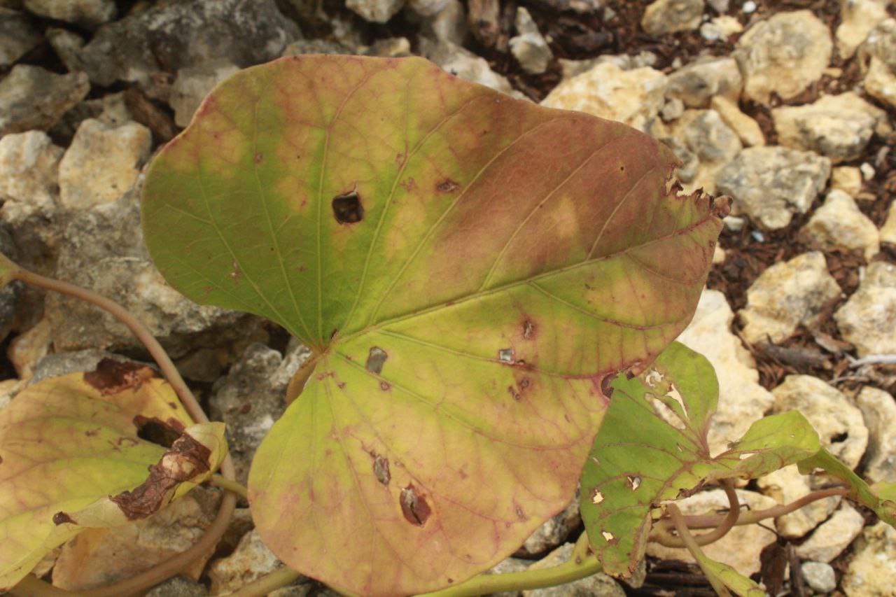 Kamote leaf Object Detection Model by hyung