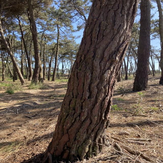 Pine_nut_tree_convert Object Detection Dataset by Conversion