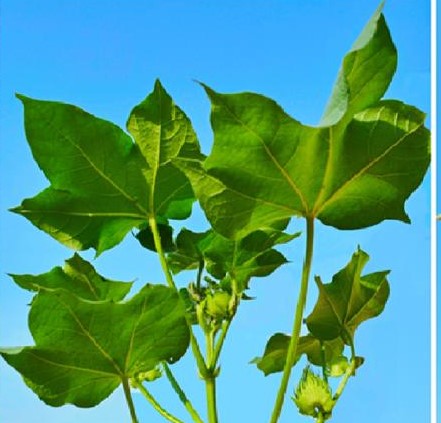 Cotton leaf Disease Object Detection Model by Cotton Leaf Disease