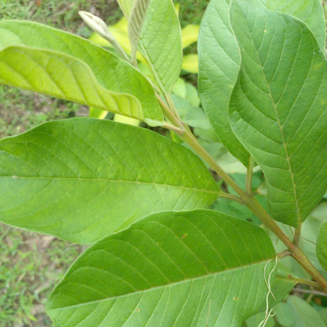 DataG - Roboflow Universe